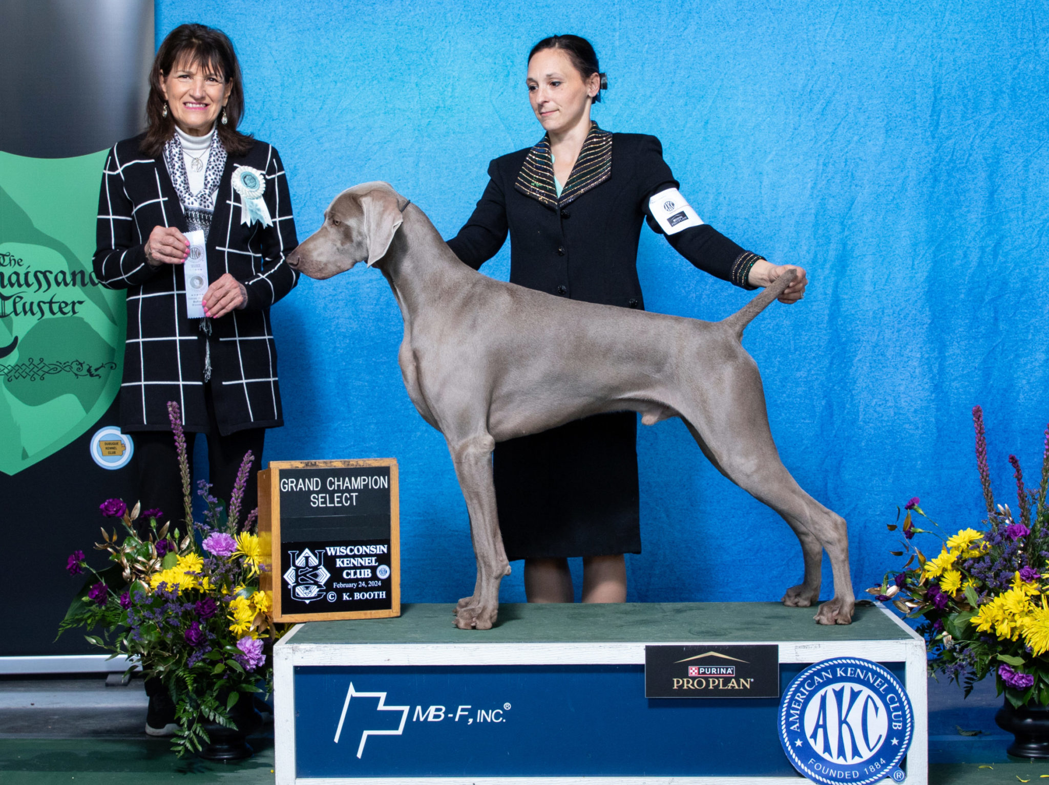 Home | So-IN Weimaraner's